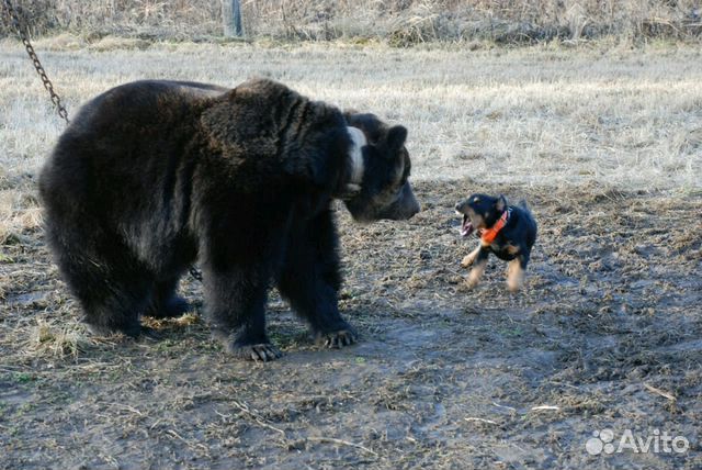 Щенки ягтерьера