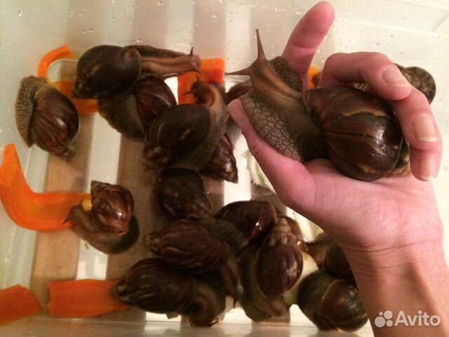 Улитка Ахатин