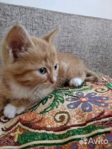 Рыжая кошечка