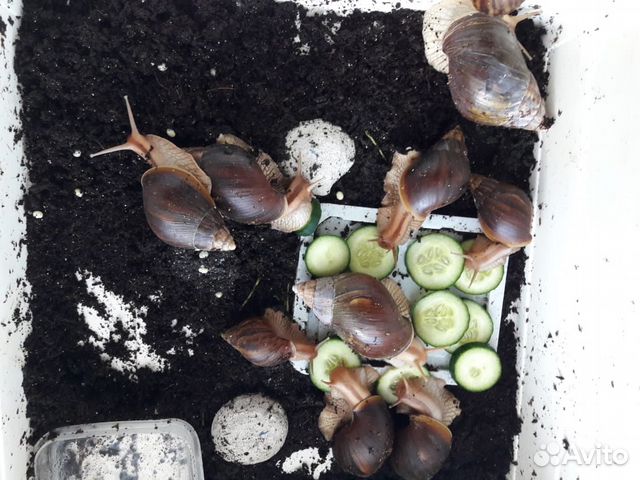 Улитки- ахатины