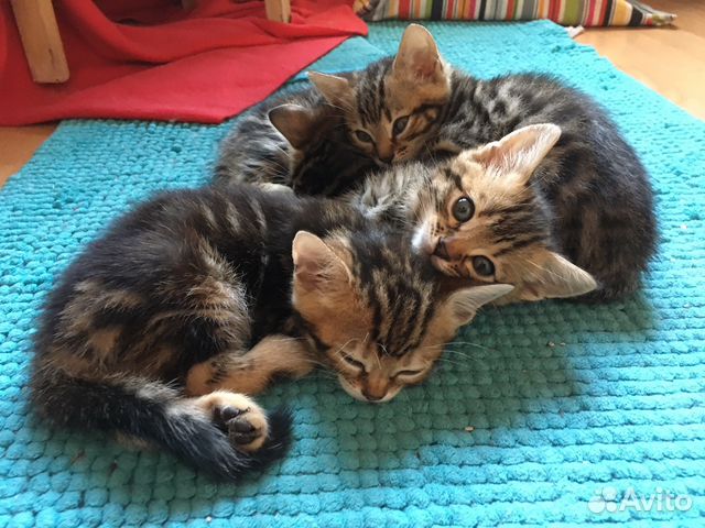 Бенгальские котята