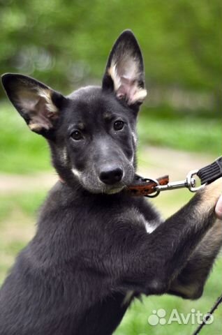 Ищу хозяина