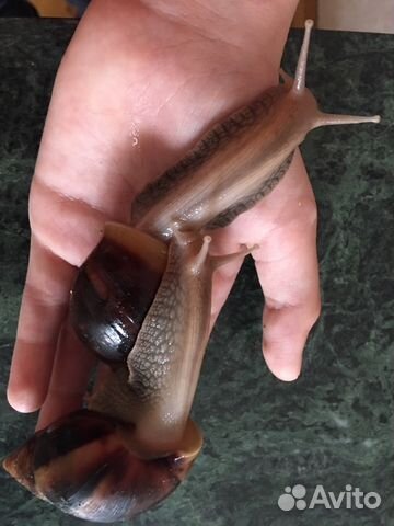 Улитка Ахатина