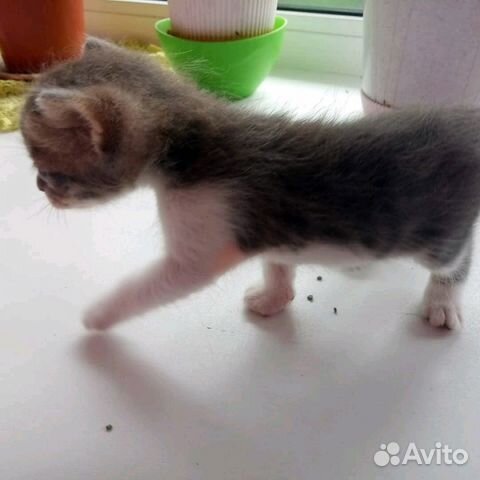 Котёнок