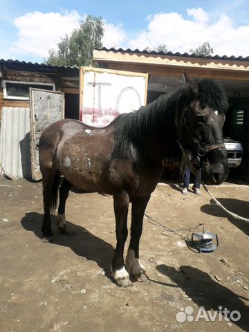 Продаю рабочего мерена