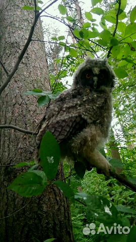 Совёнок Кузя