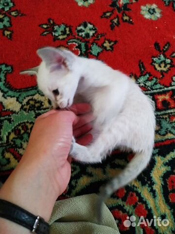 Ориентальные котята