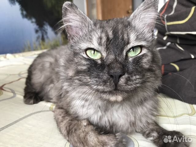 Серенький котик в дар