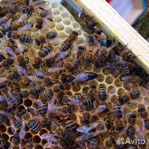 Пчеломатка