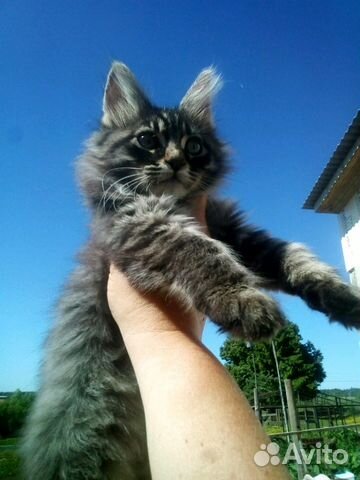 Котята мейн кун