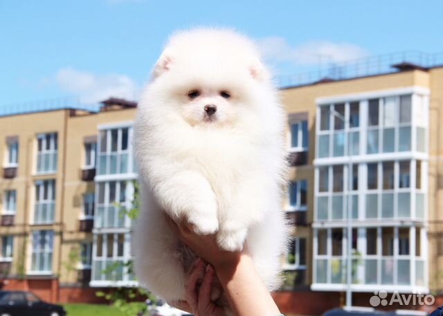 Самые красивые Померанские Шпицы