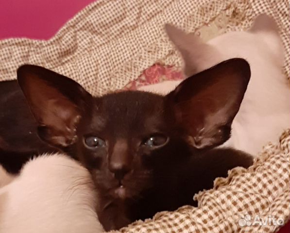 Малыши ориенталы от титуловоной пары