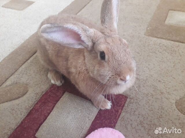 Отдам в добрые руки