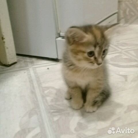 Две кошечки, возраст 1,5 месяца