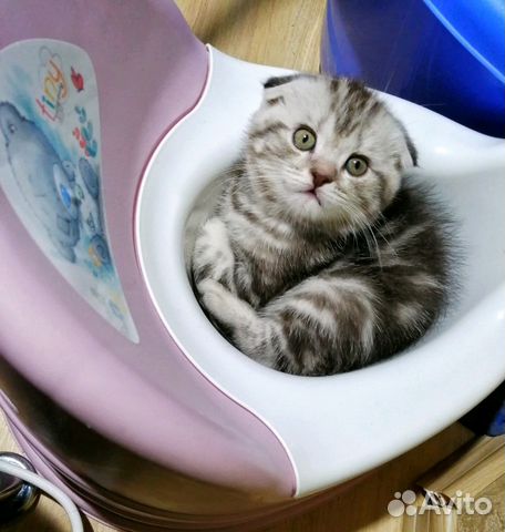 Мраморный шотландский кот Фолд