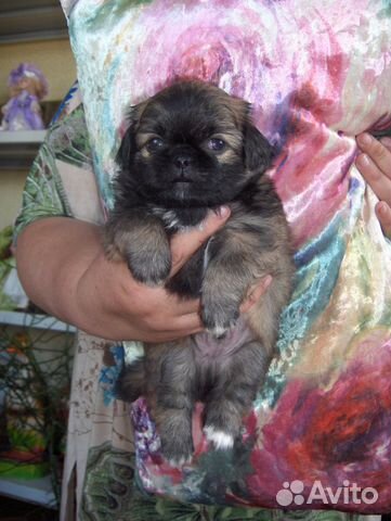 Продаю щенков пекинеса