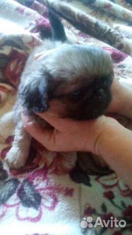 Щенки пикенеса