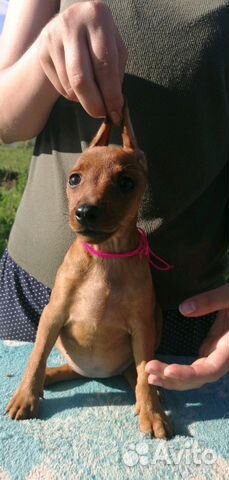 Цвергпинчеры