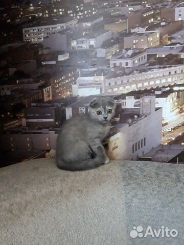 Вислоухая девочка британка