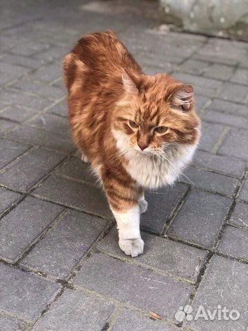 В добрые руки