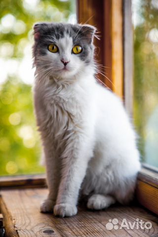 Отдается кошечка в надежные руки