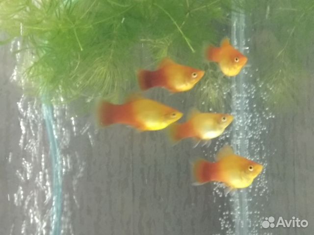 Рыбки,растения,креветки,улитки,корм зам
