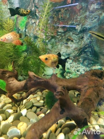 Моллинезии