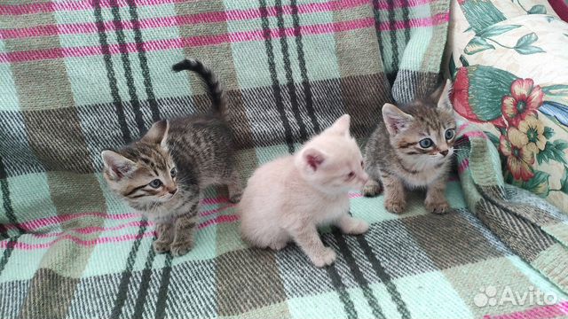 Котята с доставкой