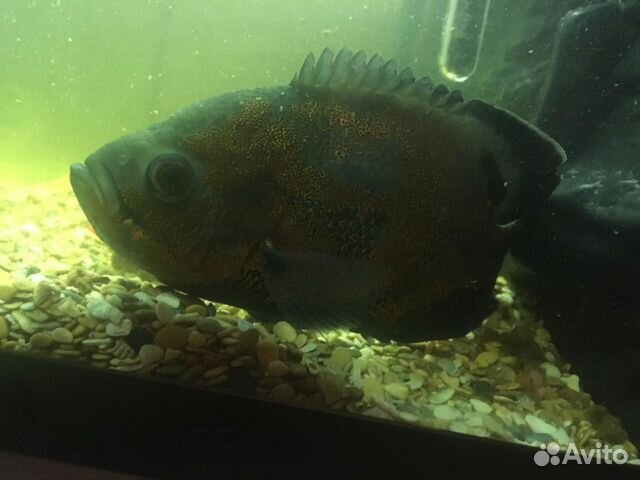 Астронотус (большой)