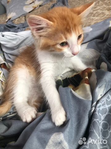 Рыжее чудо в добрые руки, мальчик Котенок