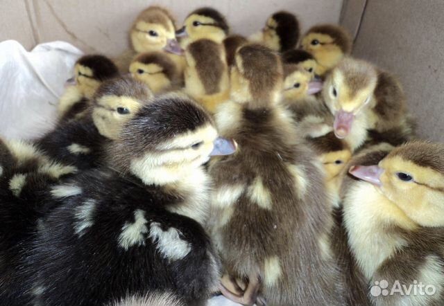 Утята шипуны