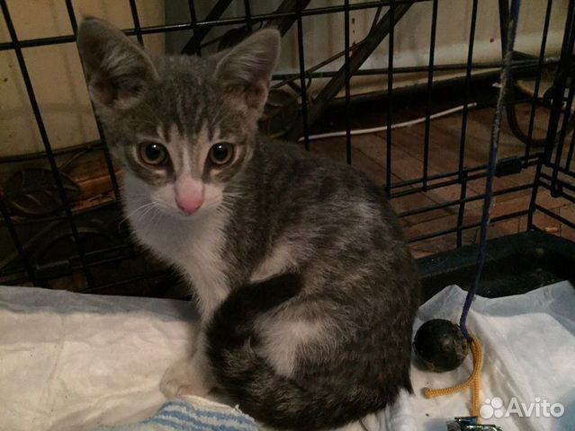 Котенок Витек ищет дом