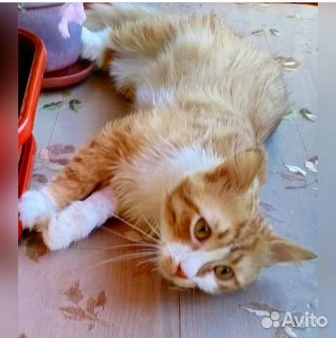 Рыжий котик лучистое солнышко