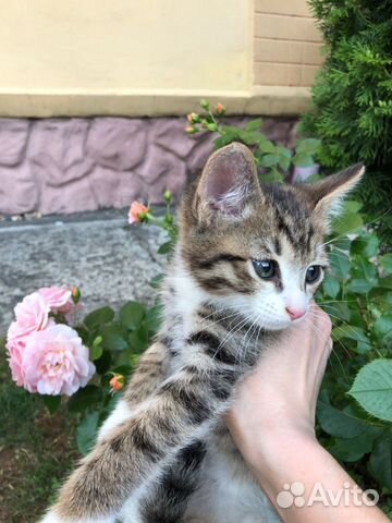 Котенок Лютик