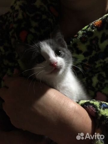 Котенок