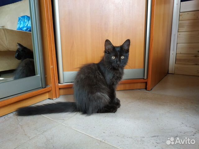 Чёрный котёнок для настоящей ведьмы