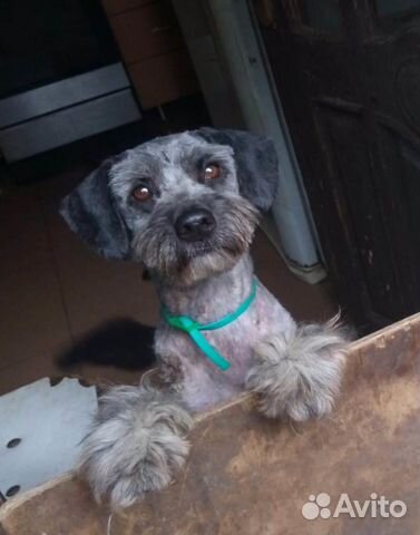 Очаровательный игривый пес - любимец всей семьи