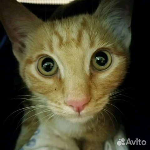 Котята ищут дом-2 девочки и мальчик,4 месяца,в дар