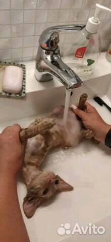 Рыжий котенок мальчик