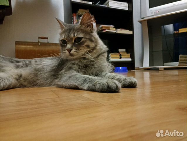Молодая милая кошка