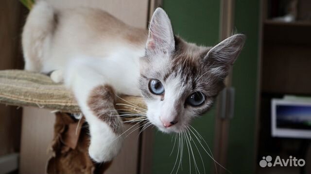 Моника ищет дом