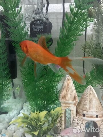 Золотая рыбка комета