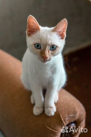 Маленький найденыш ищет дом