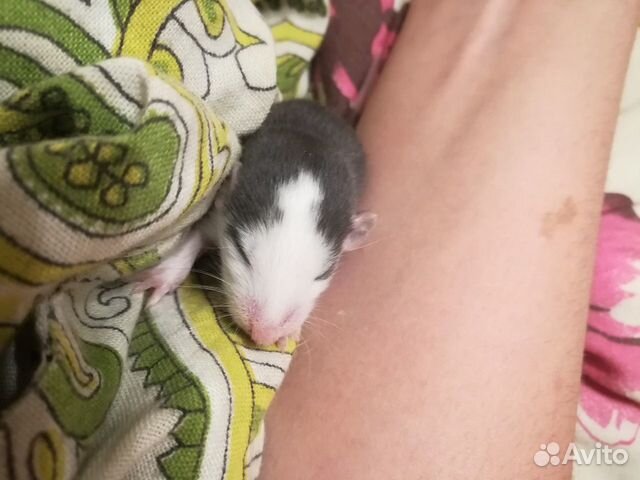 Продаются цветные крысята