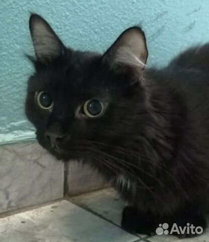 Кот-сирота в добрые руки