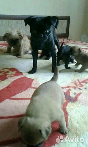 Бельгийский грифон