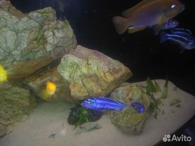 Малавийские цихлиды