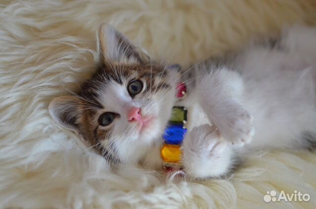 Котёнок симпатяжка