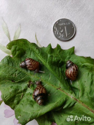 Улитка Ахатина много