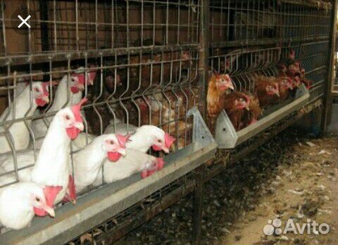 Куры Молотки Разныз Пород